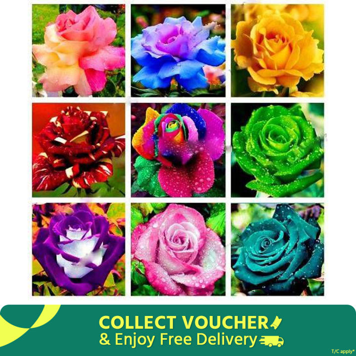 All Season Real Rainbow Mix Colour Roses Flower Seeds - 30 Pcs Seeds ...