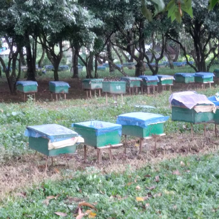 Mustard flower honey 250 gm-Shorisha Full er Modhu 250 GM-সরিষা ফুলের ...