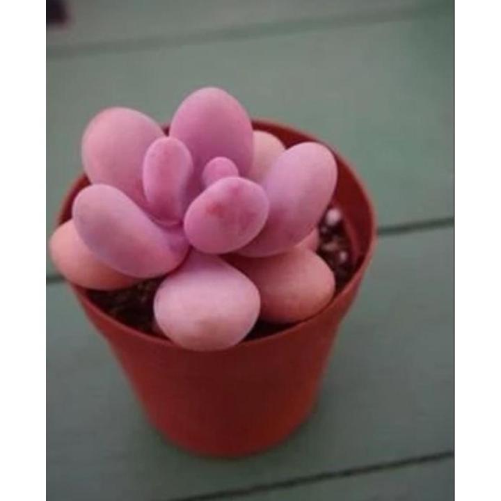 Colorful Lithops Seeds for Plants, Pseudotruncatella ( D-31 ) - 10 pcs ...