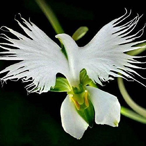 Japanese Radiata plant White Egret Orchid Bonsai flores World's Rare ...