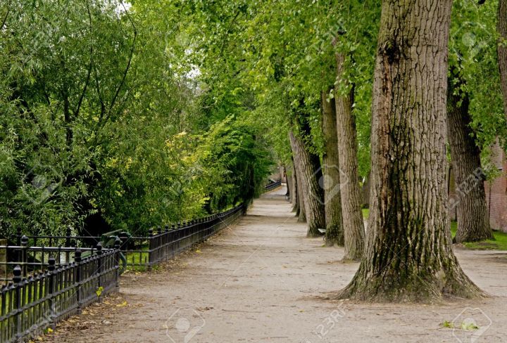 Belgium tree seeds 10 pcs (মেলজিয়াম গাছ seeds) | Daraz.com.bd