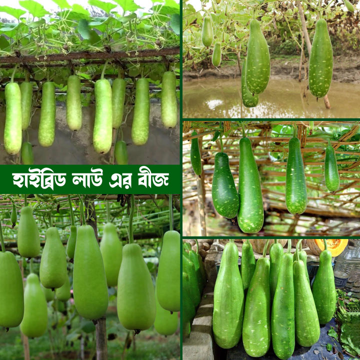 Hybrid long gourd seed 10 pice (all season) | Daraz.com.bd
