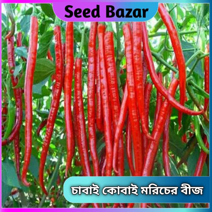 Hybrid Chabai Cobai Chili seeds 50 pice + gift | Daraz.com.bd