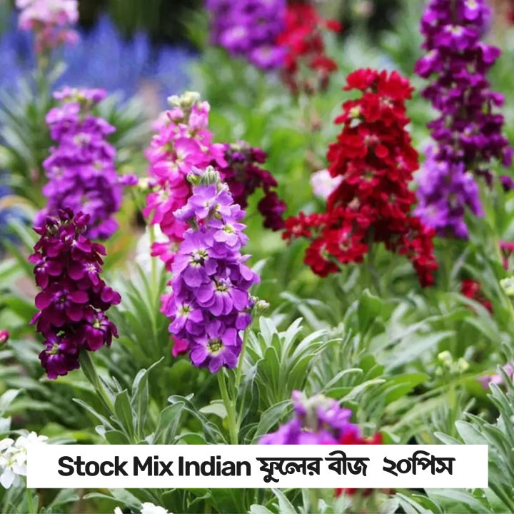 Nifty Niche - Superb Quality - Stock Mix Flowers Seeds 20 Pice (Multi ...
