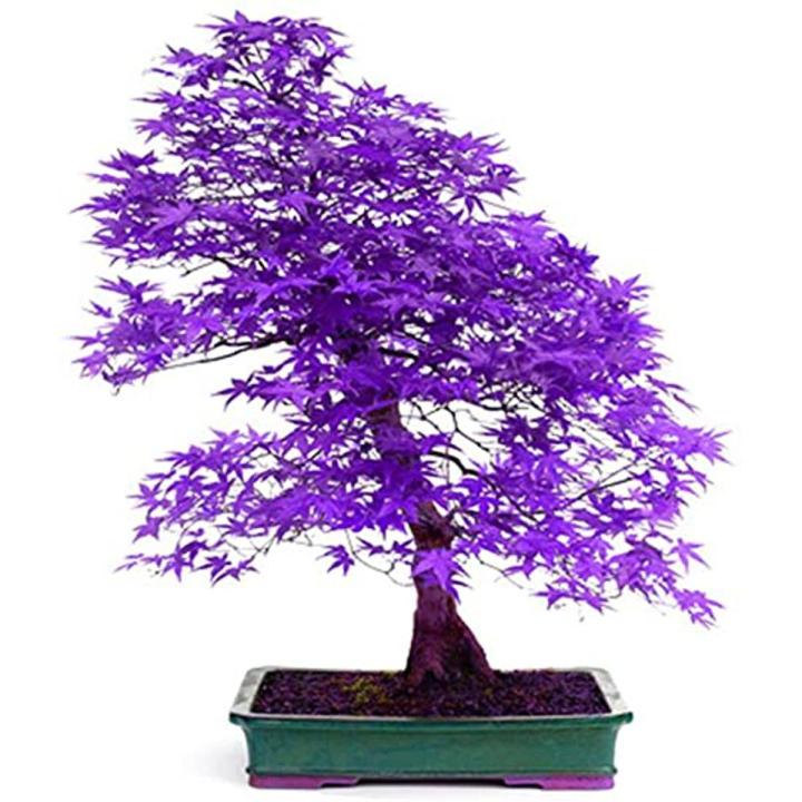 Blue Maple Seeds Chinese Rare Blue Bonsai Maple Leaf Tree Bonsai Seeds ...