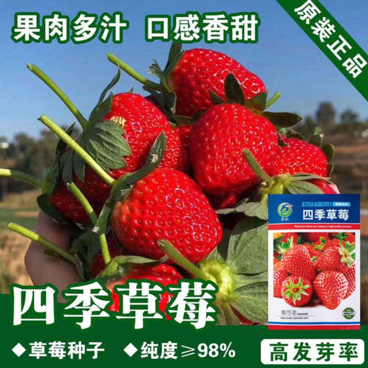 All Season Big Size Red Color Global Strawberry SeedS - 100 SeedS ...