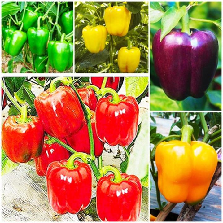 HYBRID CAPSICUM SEEDS, FIVE COLOUR, EACH COLOUR SEPARATE INSIDE PACKET ...