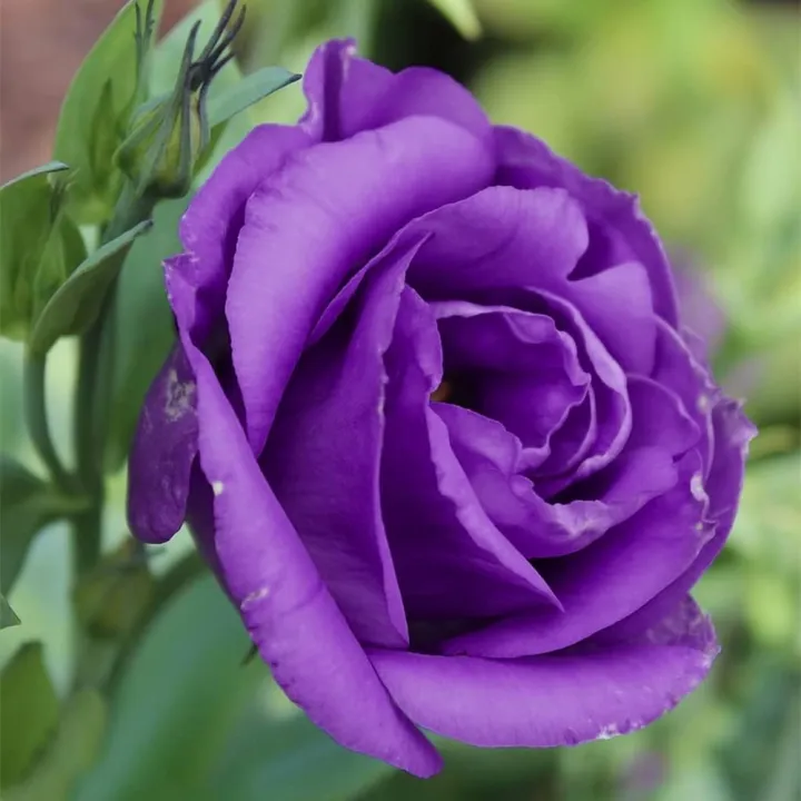 20 Pcs Seeds Germany rare Purple Rose Flower Flower seeds | Daraz.com.bd