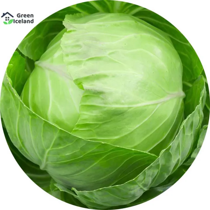 Hybrid F1 Cabbage Seeds (??????? ???) - 20 Pcs Seeds | Daraz.com.bd