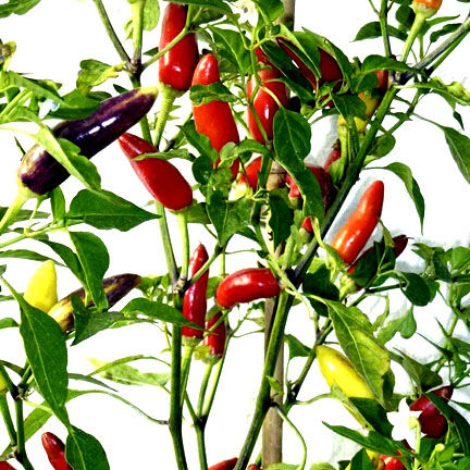 Indian Bullet Chilli Seeds For Plants and Tob/Terrace -50 Pieces ...