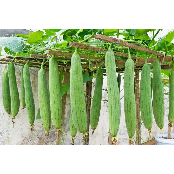 Hybrid Sponge Gourd( ধুন্দল) (মীম) - 5 gm intact packet । ৮০ টাকা ...