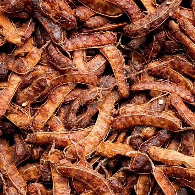 Rural Desi Pure Dry Sweet Ripe Tamarind Fruit Bangladeshi tok tetul ...