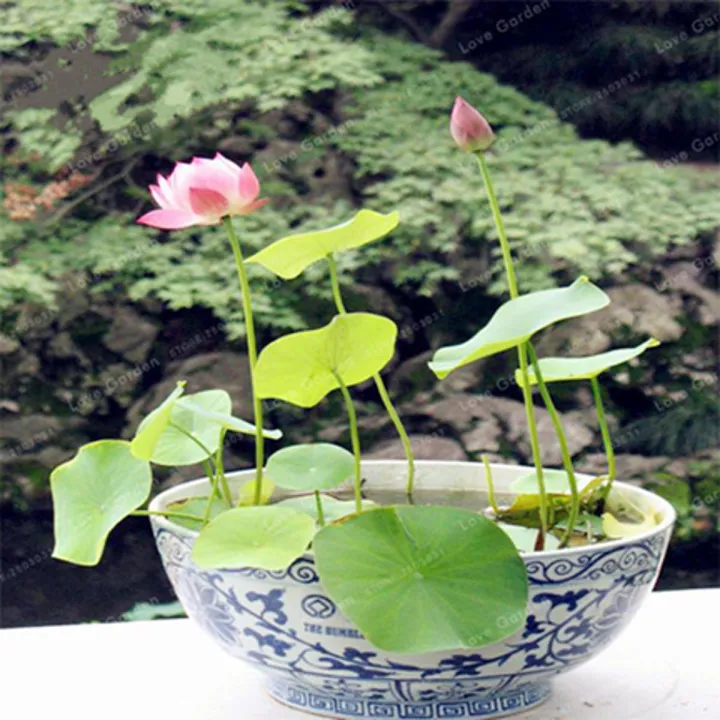5Pcs/Pack Bowl Lotus Bonsai Hydroponic Plants Aquatic Flower Bonsai Pot ...