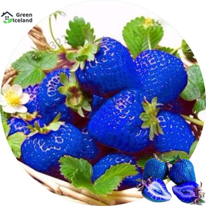 Blue Strawberry SeedS - 30 Pcs Seeds | Daraz.com.bd
