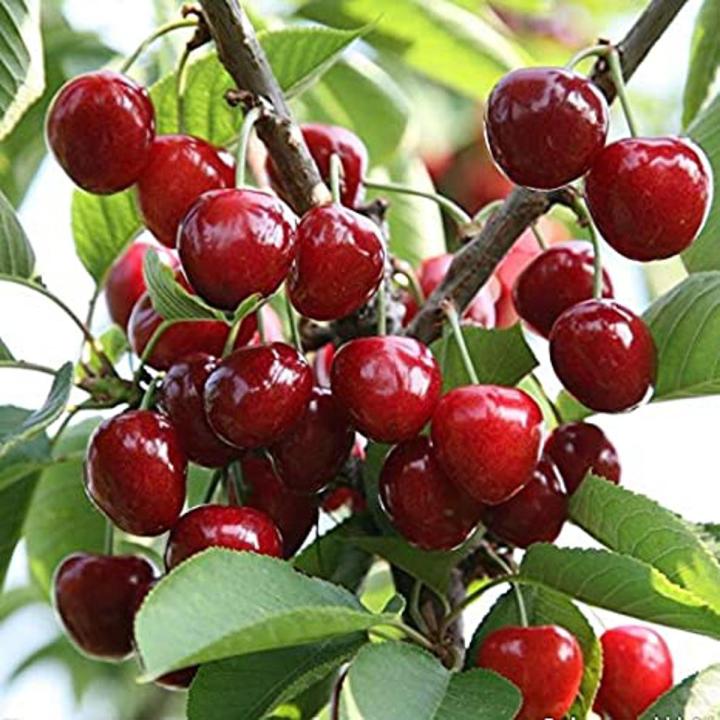 All Season Sweet Cherry Plant Seeds - 5 Pcs Seeds (intact packet ...