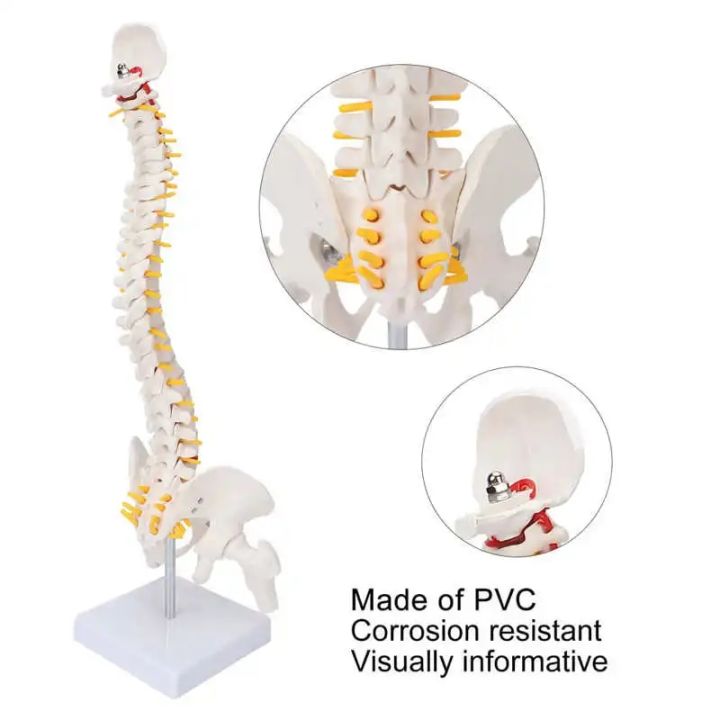 45cm Flexible Human Spinal Column Vertebral Lumbar Curve Anatomical ...