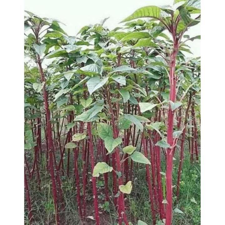 Lal Long Data 3000 seeds. Red Tower Lal Teer. (Repack & include gift ...