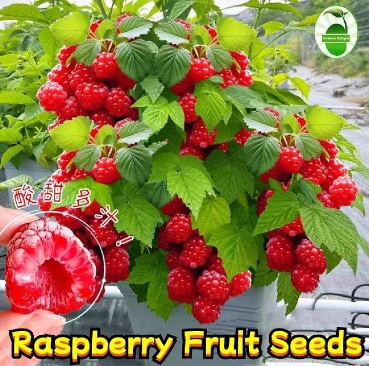 All Season 20+pcs Raspberry Seeds Black Color Raspberry Fruit Seeds ...