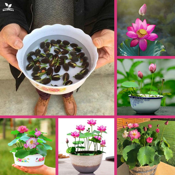 Lotus flower seed 2 pice + gift | Daraz.com.bd