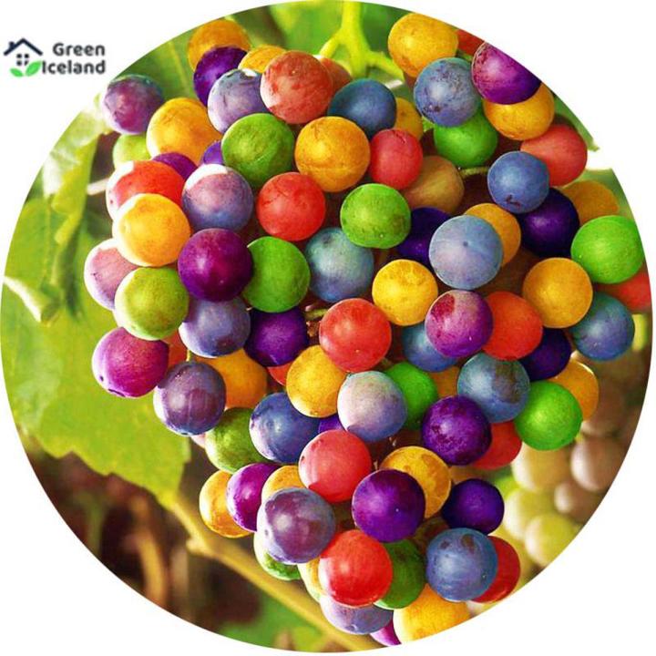 Multi Colour Grape Seeds -20 Pcs Seeds | Daraz.com.bd
