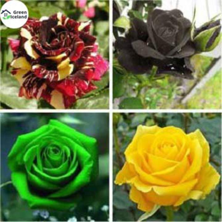20 Pcs Natural Mix Colour Roses Flower Seeds - 20 Pcs Seeds | Daraz.com.bd