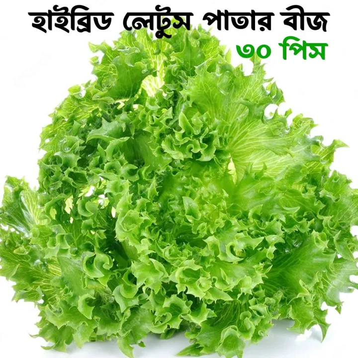 Hybrid Lettuce Leaf Seeds 50 pis | Daraz.com.bd