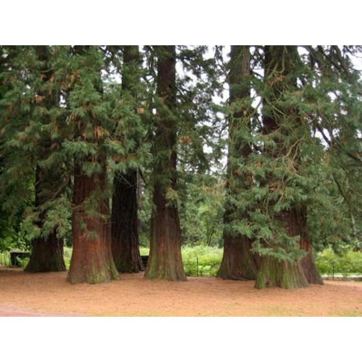 Belgium Tree Seeds -10 pcs seeds | Daraz.com.bd