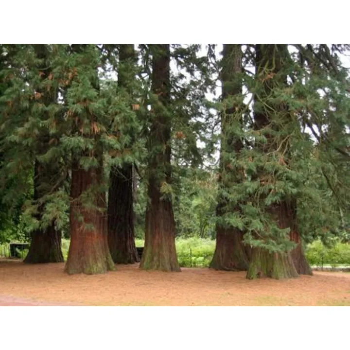 Belgium tree seed -10 pice seeds | Daraz.com.bd