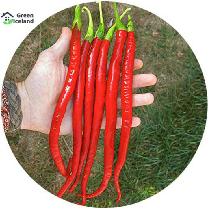 Pepper Seeds Hot Chilli Pepper Bonsai Plants -10Pcs seeds | Daraz.com.bd