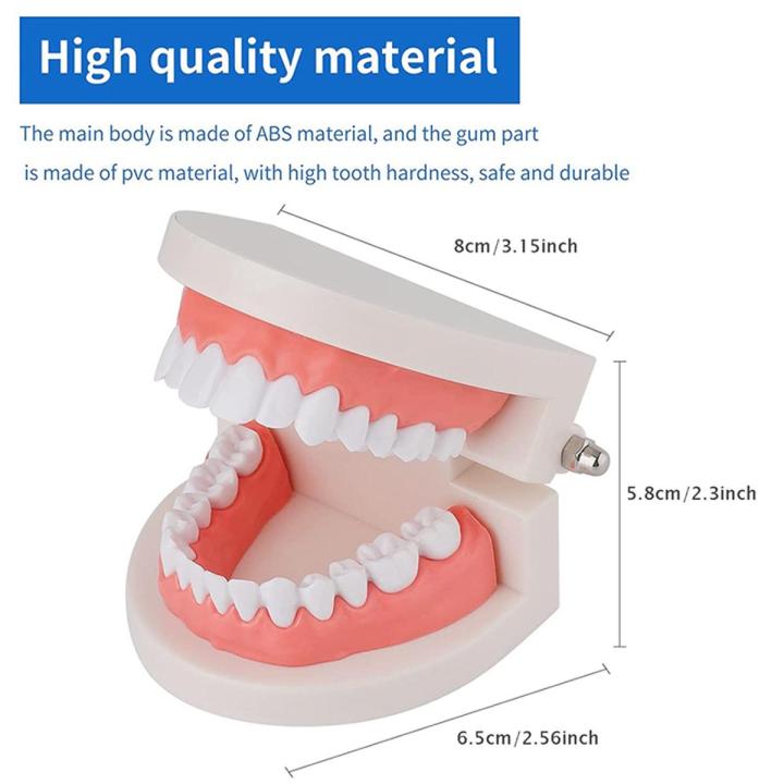 2 Pack Dental Mouth Model Human Teeth Model for Teaching Studying ...