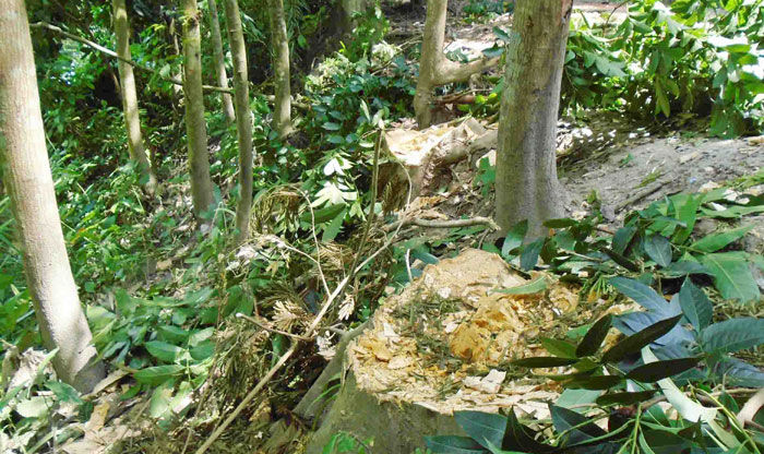 Chambul tree seeds চামবুল গাছের বিজ (ডেউয়া) ২০ পিস | Daraz.com.bd