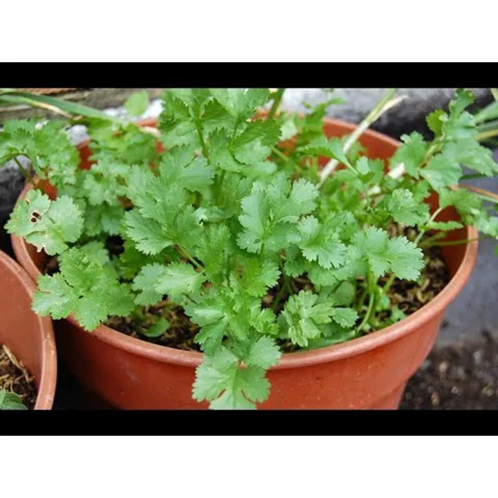 Dhoniya Pata Seed Home Garden Mini Pack - 30 Pcs | Daraz.com.bd