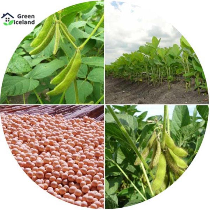 30 Pcs Global Soybean Tree Seeds | Daraz.com.bd