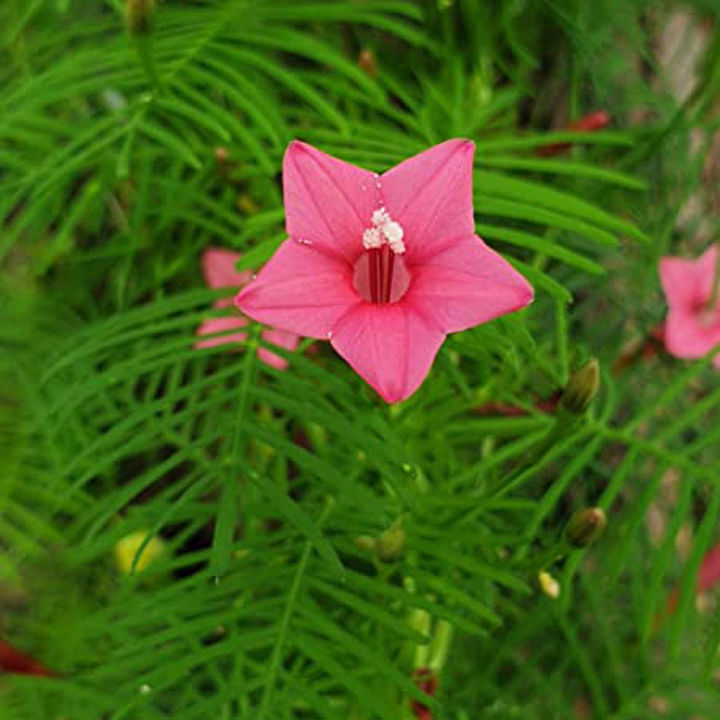 Kunjolota Flower Seeds 20pcs(Pink) | Daraz.com.bd