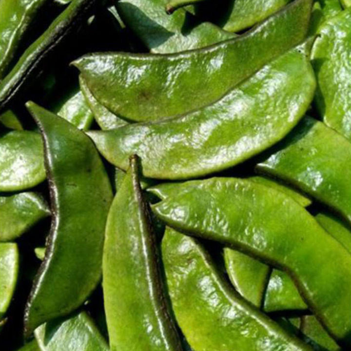 Beans - 20 seeds hybrid green color | Daraz.com.bd