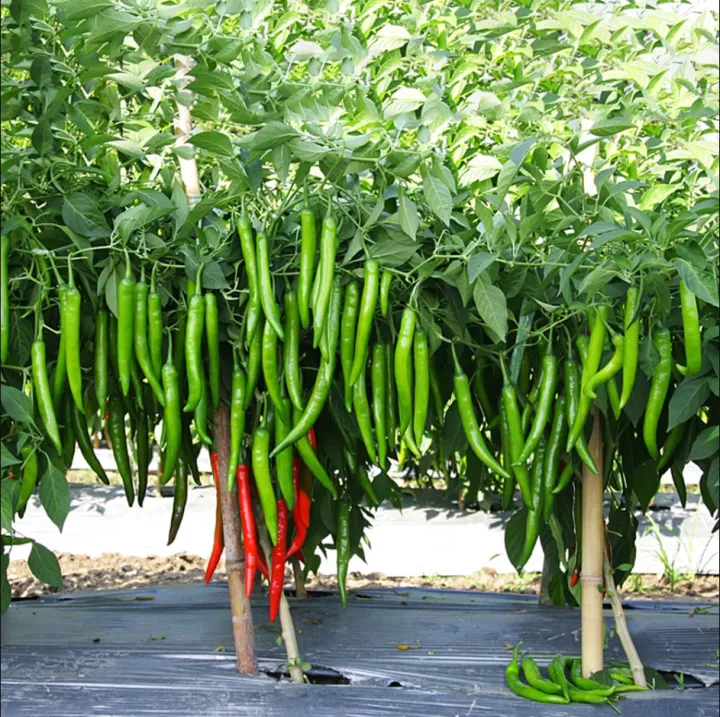 All season HybridF1 Bijli morich 30 pice seeds | Daraz.com.bd