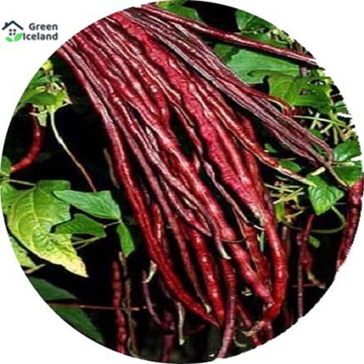 30 Piece natural long bean seeds (red barbati seed) | Daraz.com.bd