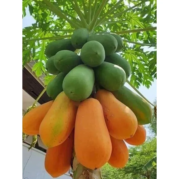 20ps/bag Dwarf hovey Papaya bonsai Organic fruit tree fruit plant ...