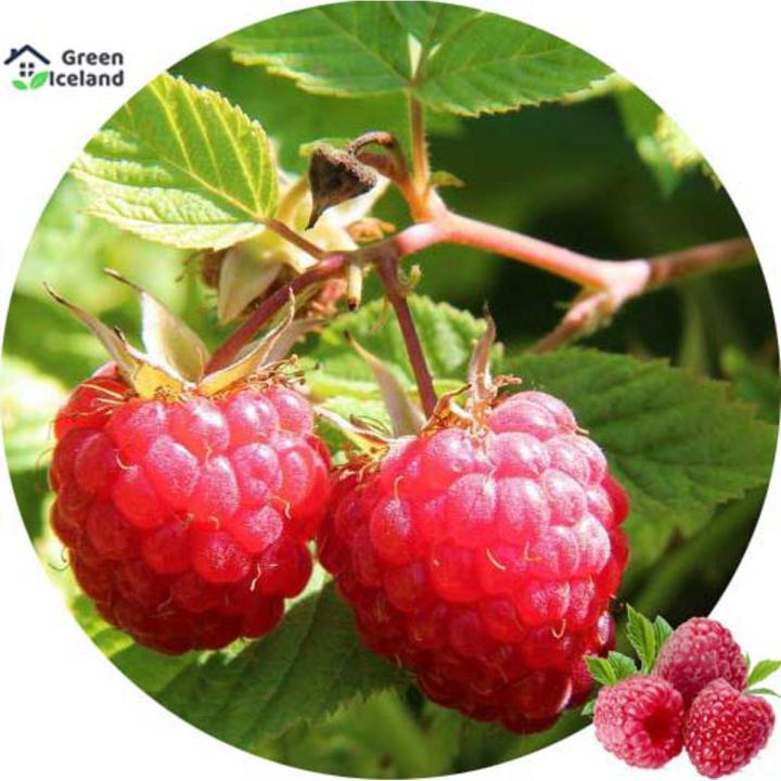100 Pcs Global Giant Raspberry Fruit Tree Seeds | Daraz.com.bd
