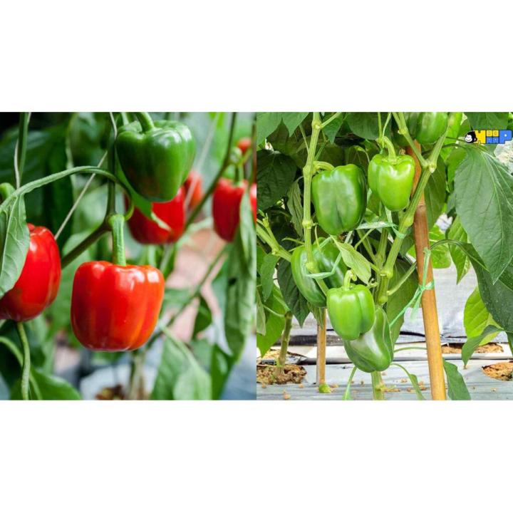 Capcicum Green/Red Mix Seed (25 Seeds) (Intact Packet) | Daraz.com.bd