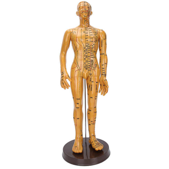Female Male Human Body Acupuncture Model Copper Color Meridians Point ...