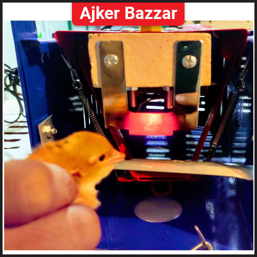 Chicken lip cutting machine, মুরগির ঠোট কাটার মেশিন, lip cutting, lip ...