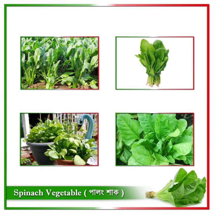 Spinach Vegetable Seed ( Palong Shak ) - 25 gm | Daraz.com.bd