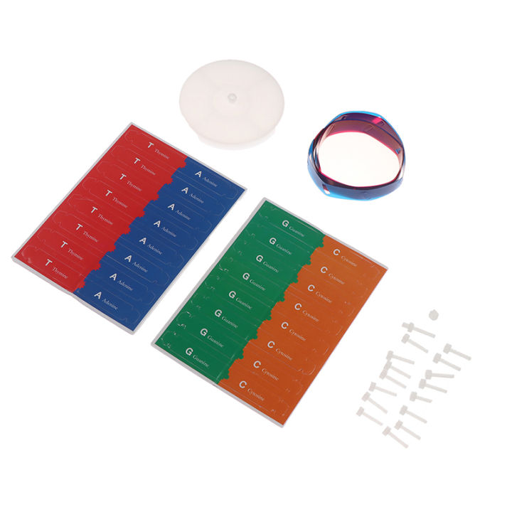 Human Genes DNA Models Double Helix Science Toys Teaching Learning ...