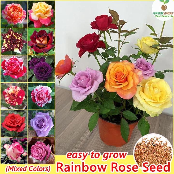 Global Mixed Rainbow Roses Flower Seeds - 30 Pcs Seeds | Daraz.com.bd