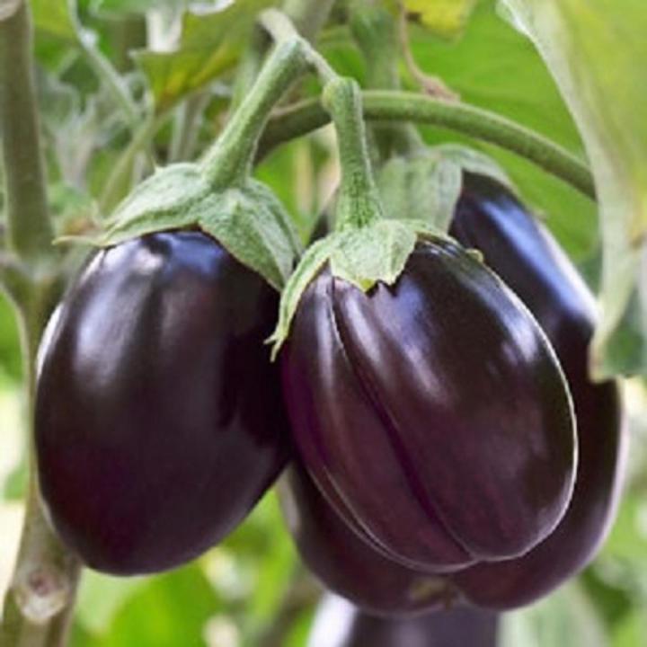 Hybrid (Rhythm Purple) Seed-40pcs | Daraz.com.bd