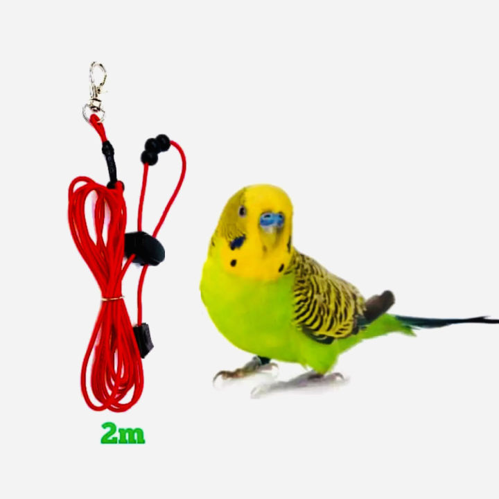 Budgie birds leg ring With Harness -1pices | Daraz.com.bd