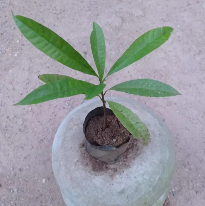 Laulu plant, fruit plant | Daraz.lk
