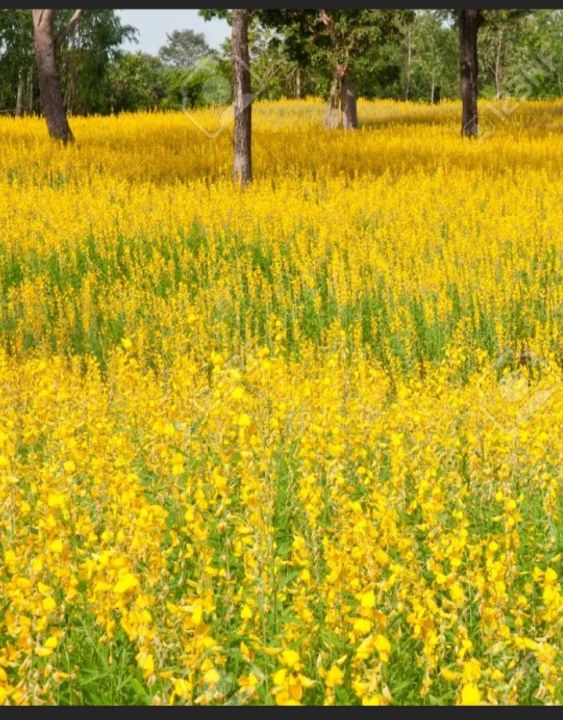 Sunhemp seeds | Daraz.lk: Buy Online at Best Prices in Srilanka | Daraz.lk