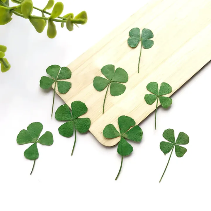RHS Online 12PCS Clover Dried Flowers Natural Leaf DIY Crafts ...
